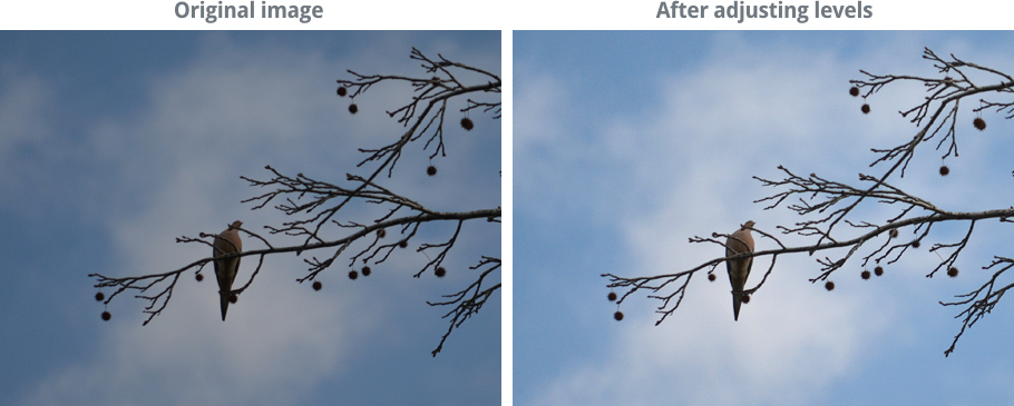 Photoshop Basics: Levels, Curves, and Color